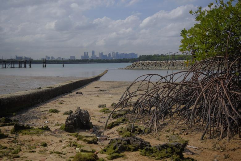 ST climate change webinar: S'pore to employ mix of coastal protection ...