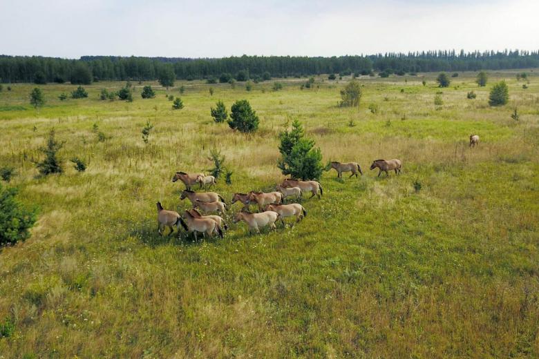 Wild horses flourish in Chernobyl 35 years after explosion | The ...