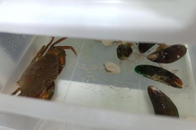 Rear your own crabs? Growing interest in aquaculture in Singapore | The ...