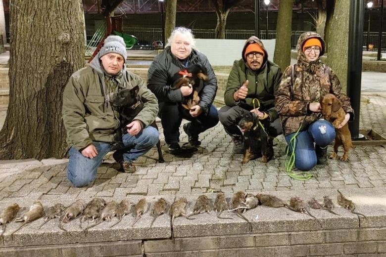 Rats, New York has a problem - send in the dogs | The Straits Times