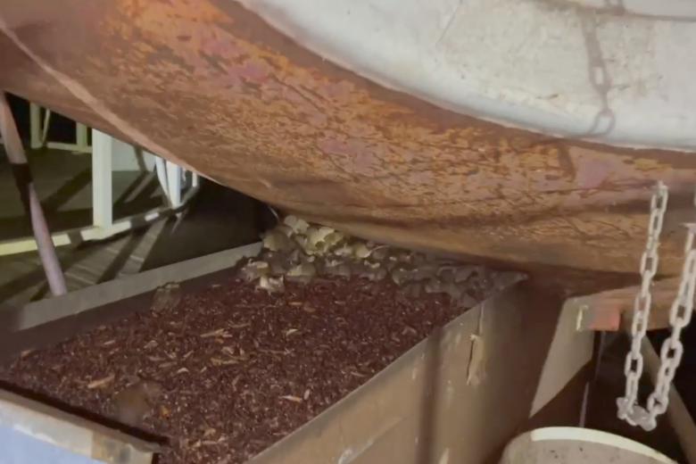 Cannibal mice plague threatens Sydney homes and Australian farms | The ...