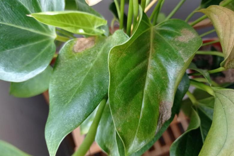 Root Awakening: Growing bitter gourd from seeds | The Straits Times