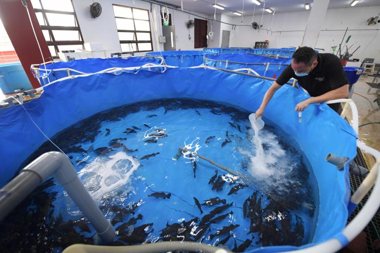 Ways to improve fish production | The Straits Times