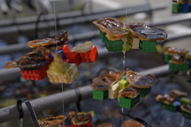 Grow coral on Lego? How Singapore scientists are trying to protect the ...