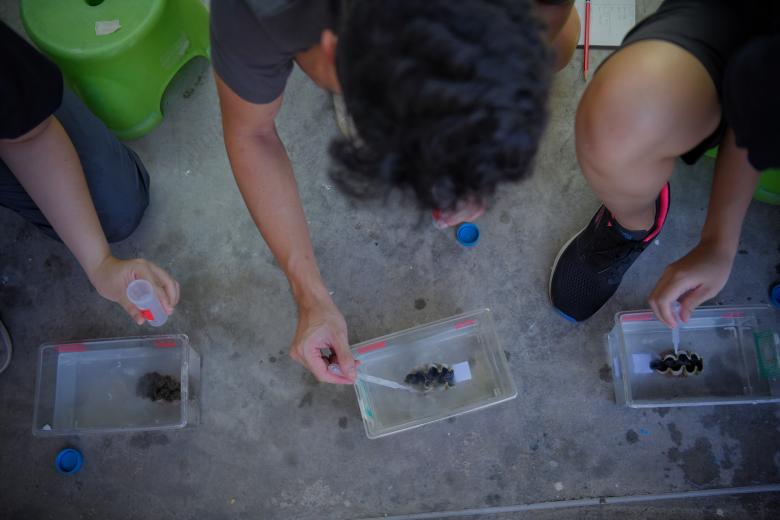 NUS scientists are trying to grow an endangered giant clam in the lab ...