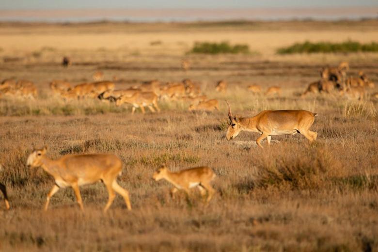 Endangered antelope rebounds in Kazakhstan, but threats loom | The ...