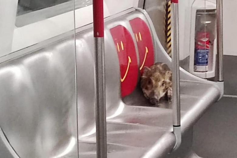 All a boar-d! Wild pig takes Hong Kong subway journey | The Straits Times