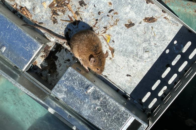 Mouse plague forces Australian prison evacuation | The Straits Times