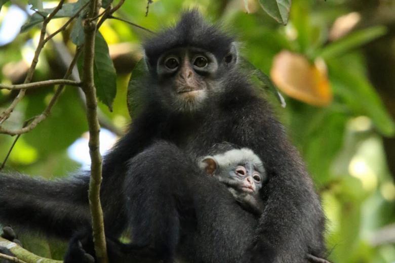 Rare monkey sighted in Bukit Timah area after more than 30 years | The ...