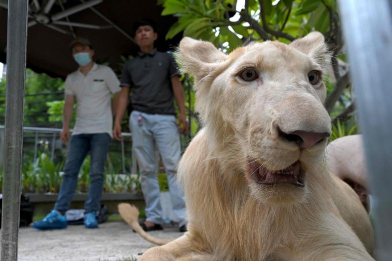 Defanged lion returned to Chinese owner on Cambodian PM's orders | The ...