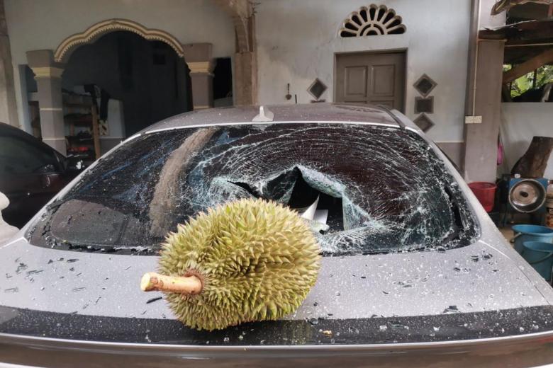 Video of $161 'special' durian in Malaysia goes viral, finds unexpected ...