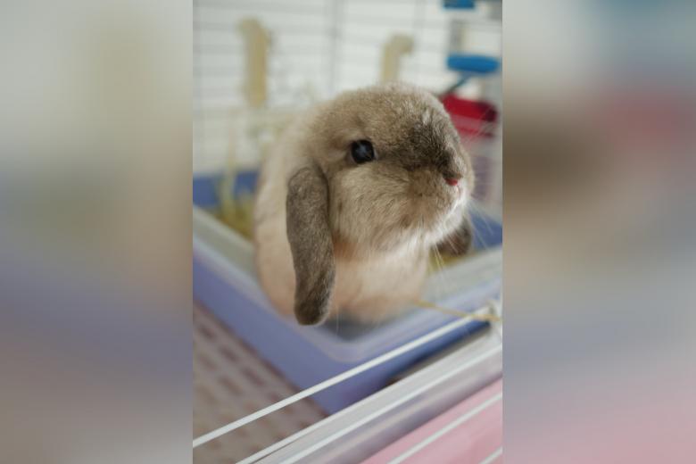 NParks steps in to curb fatal rabbit disease that emerged last year ...