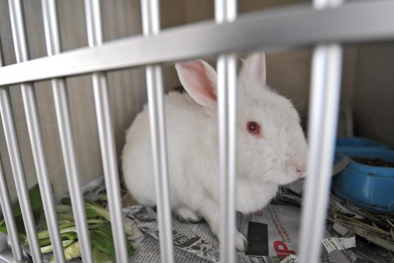 Ask The Vet: Rabbits need space to roam, guinea pig with nasal ...