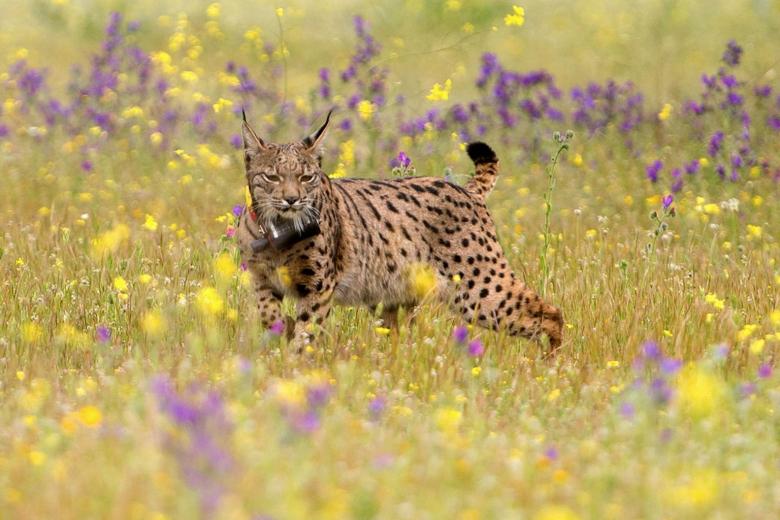 In Spain, Iberian lynx claws back from brink of extinction | The ...