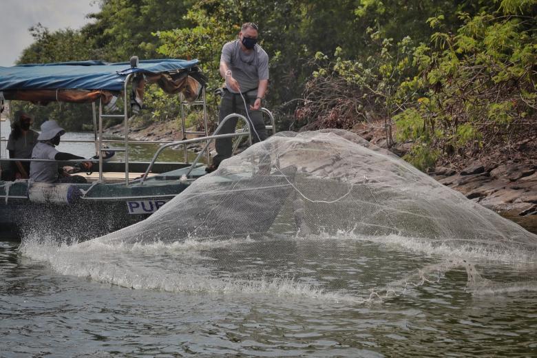 Biomanipulation to be trialled in S'pore to mitigate midge fly ...