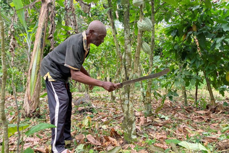 Irregular rains, prolonged dry seasons threaten Cameroon's cocoa ...