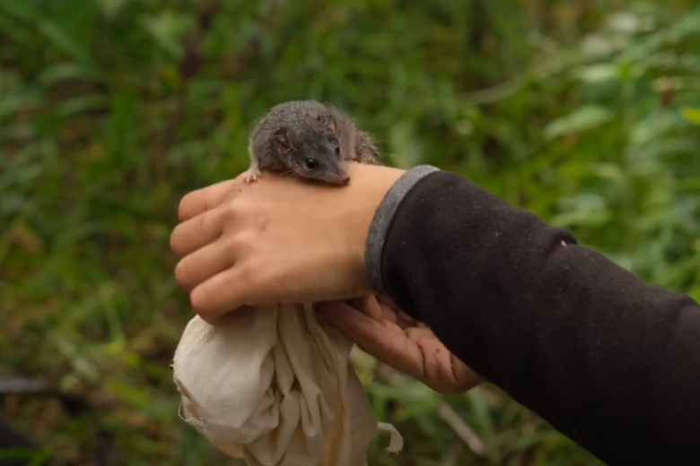 'Mating until they die': Suicidal reproducer marsupial survives ...