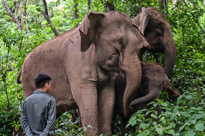 China villagers learn to live with the elephant in the room | The ...