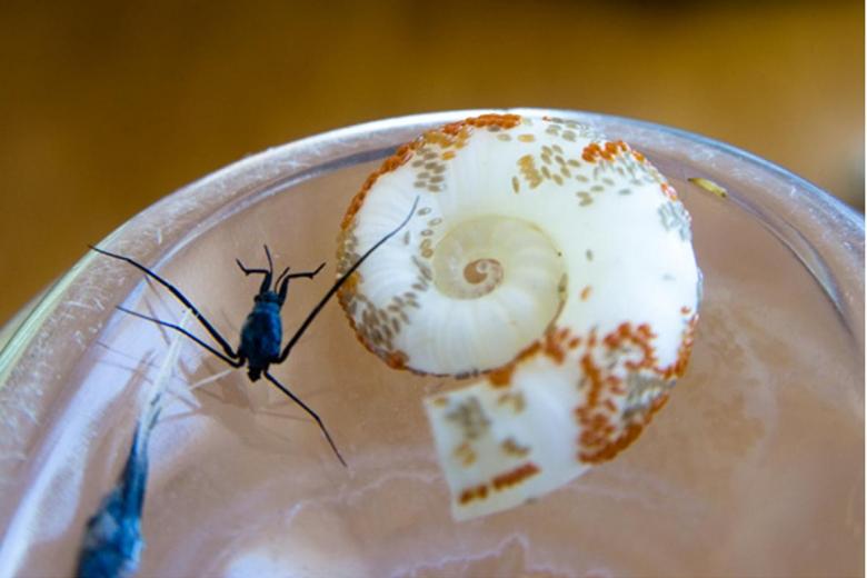 Insect that lives on ocean surface a tiny clue to climate change | The ...
