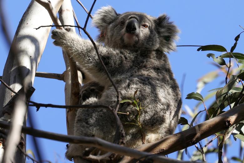 Australian scientists uncover how koala virus transmits to offspring ...