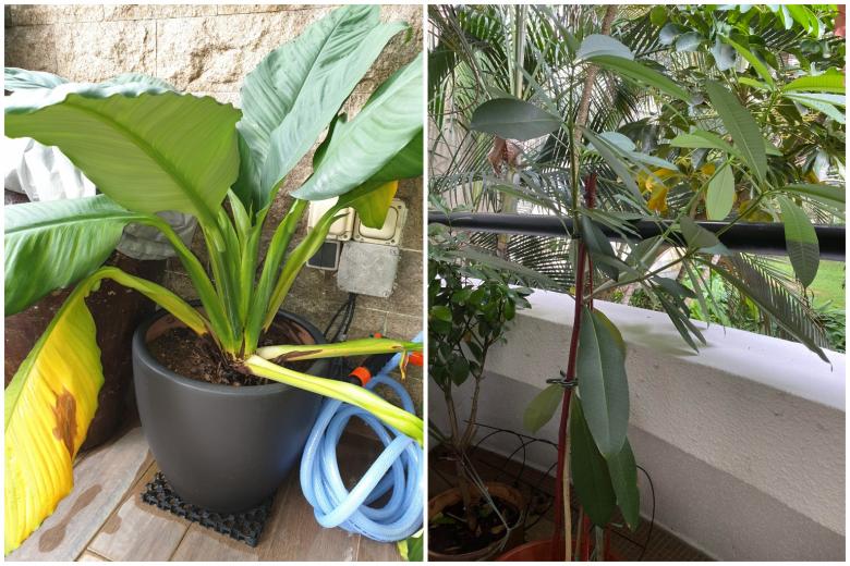 Root Awakening: Peace Lily needs light; Vietnamese Blue Bell Tree may ...