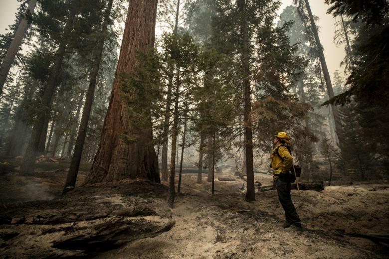 California fights fire with fire to protect giant sequoias | The ...