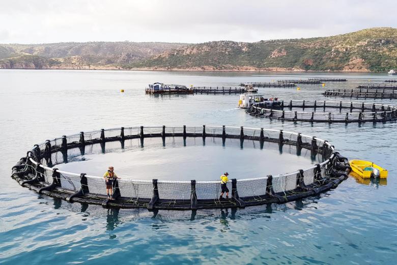 S'pore fish farm to aim for highest sustainable farming standards in ...