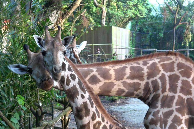 2 endangered giraffes from India arrive at Singapore Zoo, on show at ...