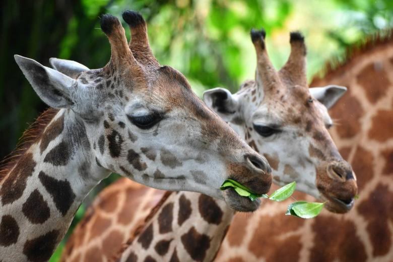 2 endangered giraffes from India arrive at Singapore Zoo, on show at ...