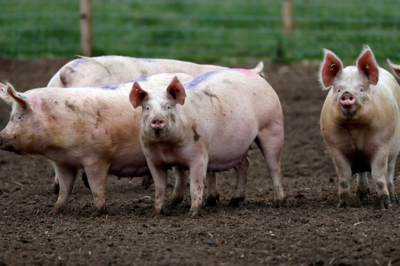 Britain facing mass cull of pigs due to butcher shortage | The Straits ...