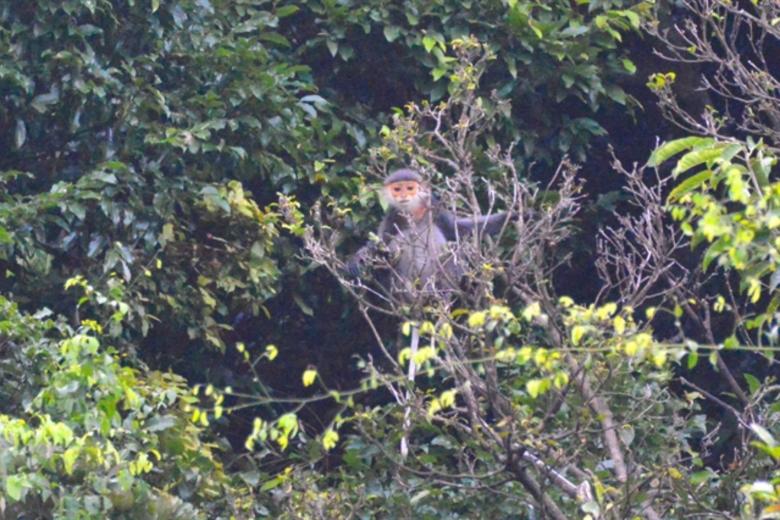 Five critically endangered monkeys shot dead in Vietnam | The Straits Times