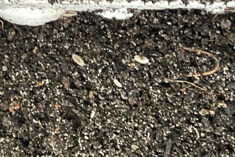 Root Awakening: Soil isopods are mostly harmless to plants; Thai basil ...