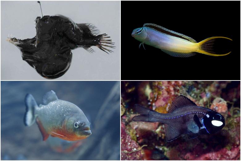 Bizarre sea creatures that will give you nightmares | The Straits Times