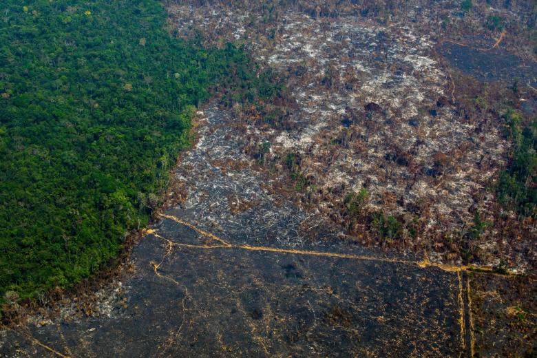 World leaders pledge to end deforestation by 2030 | The Straits Times