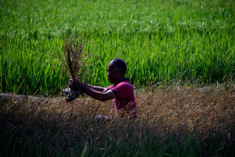 Global warming is destroying crops. Can it be stopped in time? | The ...