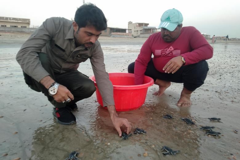 Pakistani wildlife team cradles green turtles' babies from beach to sea ...