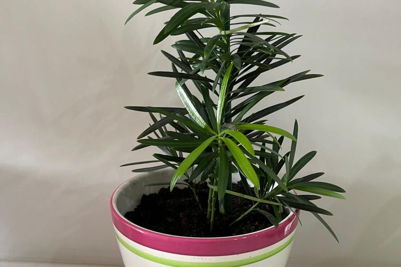 Root Awakening: Sago Palm, Buddhist Pine, Kelat Oil, Sesame Plant ...