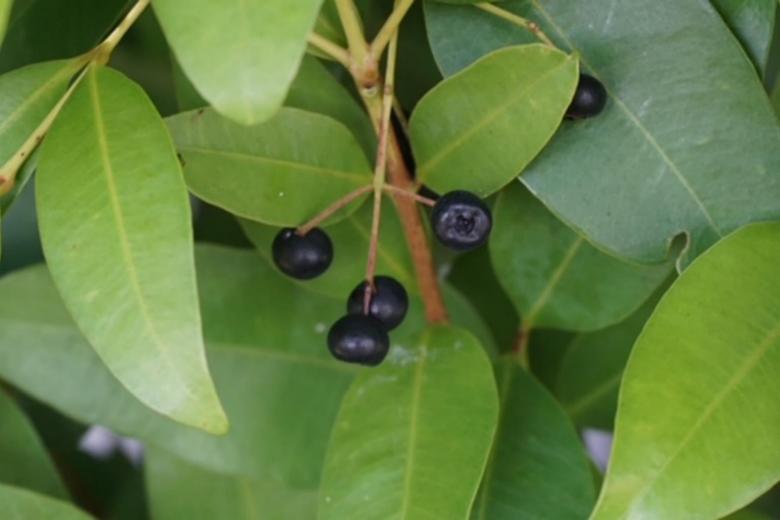 Root Awakening: Sago Palm, Buddhist Pine, Kelat Oil, Sesame Plant ...