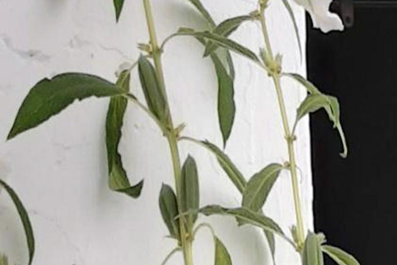 Root Awakening: Sago Palm, Buddhist Pine, Kelat Oil, Sesame Plant ...