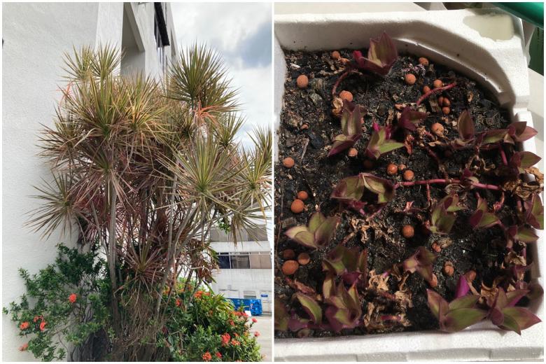 Root Awakening: Rainbow Tree, Shui Gui Cao, Waterleaf and Turkey Berry ...