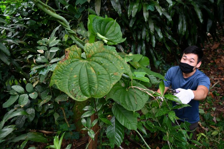 Fighting Batman: Singapore's battle against the toxic yam | The Straits ...