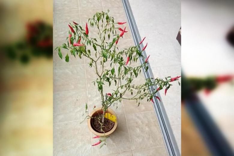 Root Awakening: Chilli plant needs a bigger pot | The Straits Times