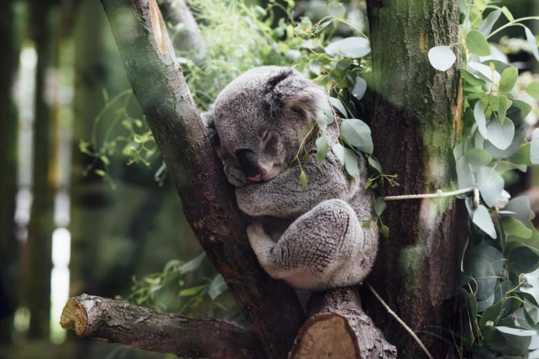 Australia boosts spending to protect koalas | The Straits Times