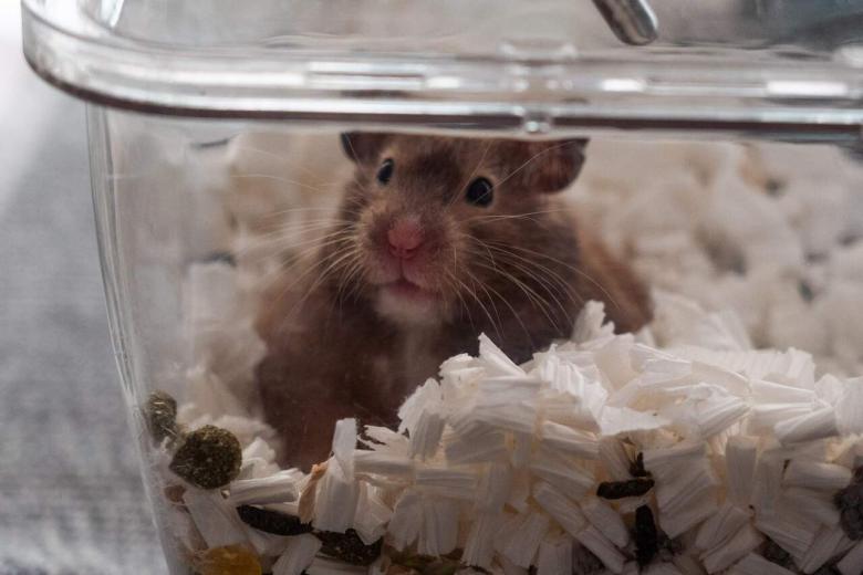 Hong Kong allows stores selling hamsters to resume business after Covid ...