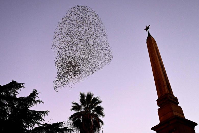 Magical but messy: Rome scares off its starlings | The Straits Times