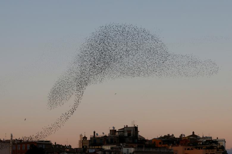 Magical but messy: Rome scares off its starlings | The Straits Times