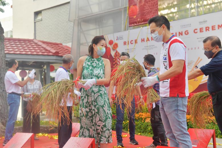 First batch of Temasek Rice grown in the community harvested in ...