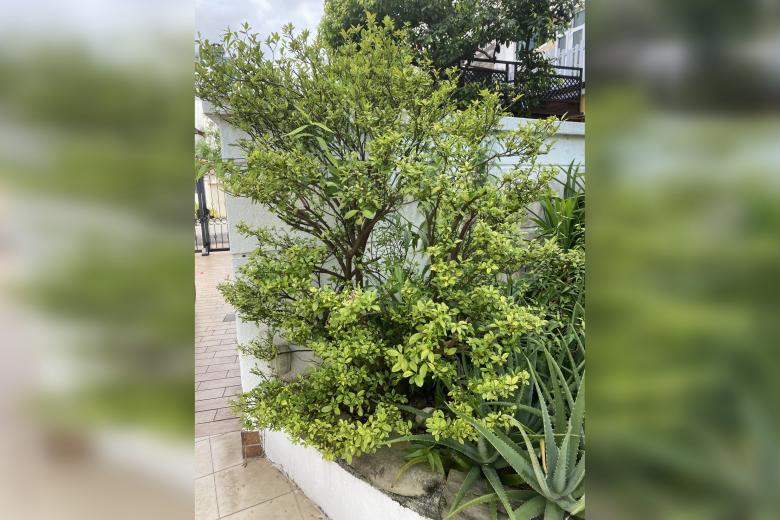 Root Awakening: Lime plant lacks nutrients | The Straits Times