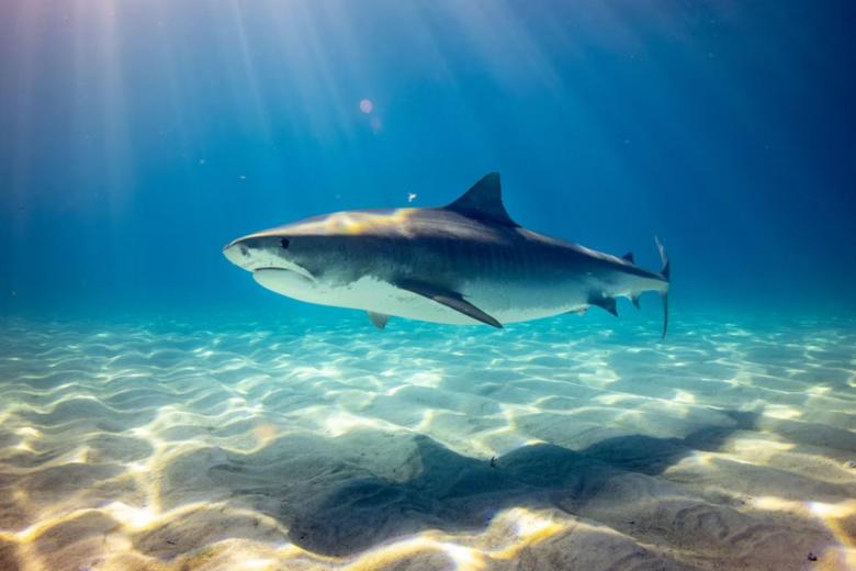 Aussie researchers prove that sharks, too, need good night's sleep ...