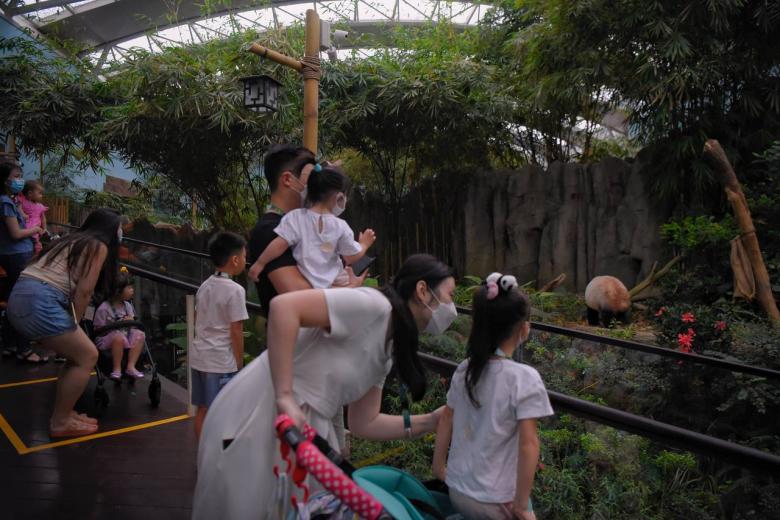 Le Le, first panda cub born in S'pore, joins mum at Giant Panda Forest ...